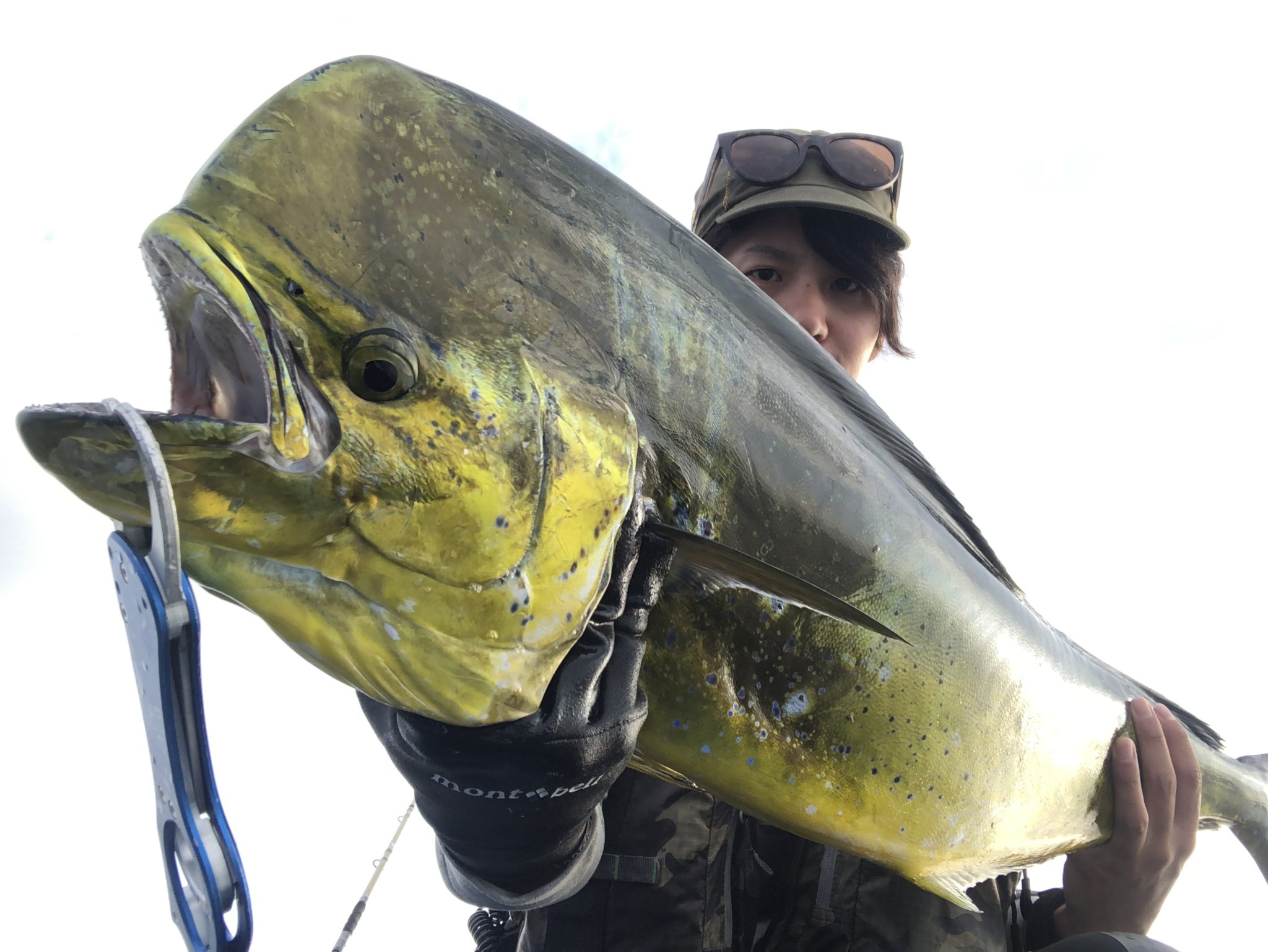 シイラ | おさかな図鑑